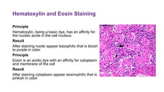 Special stains | PPTX