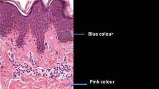 Special stains in dermato pathology - final copy | PPTX