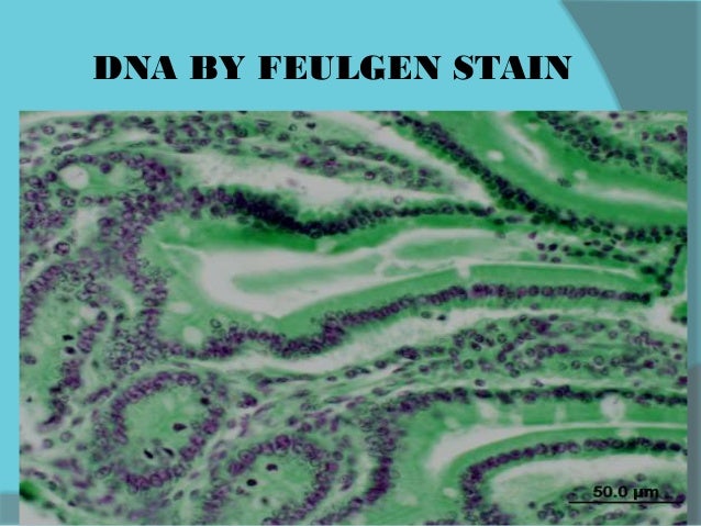 Special stains in histopathology