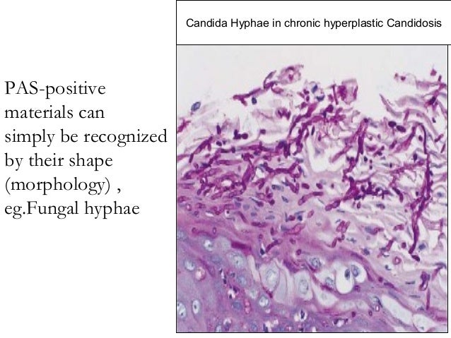 Special stains lecture 1 (1)