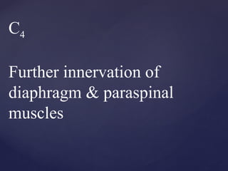 special test for dermatomes and myotomes | PPT