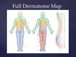 special test for dermatomes and myotomes | PPT