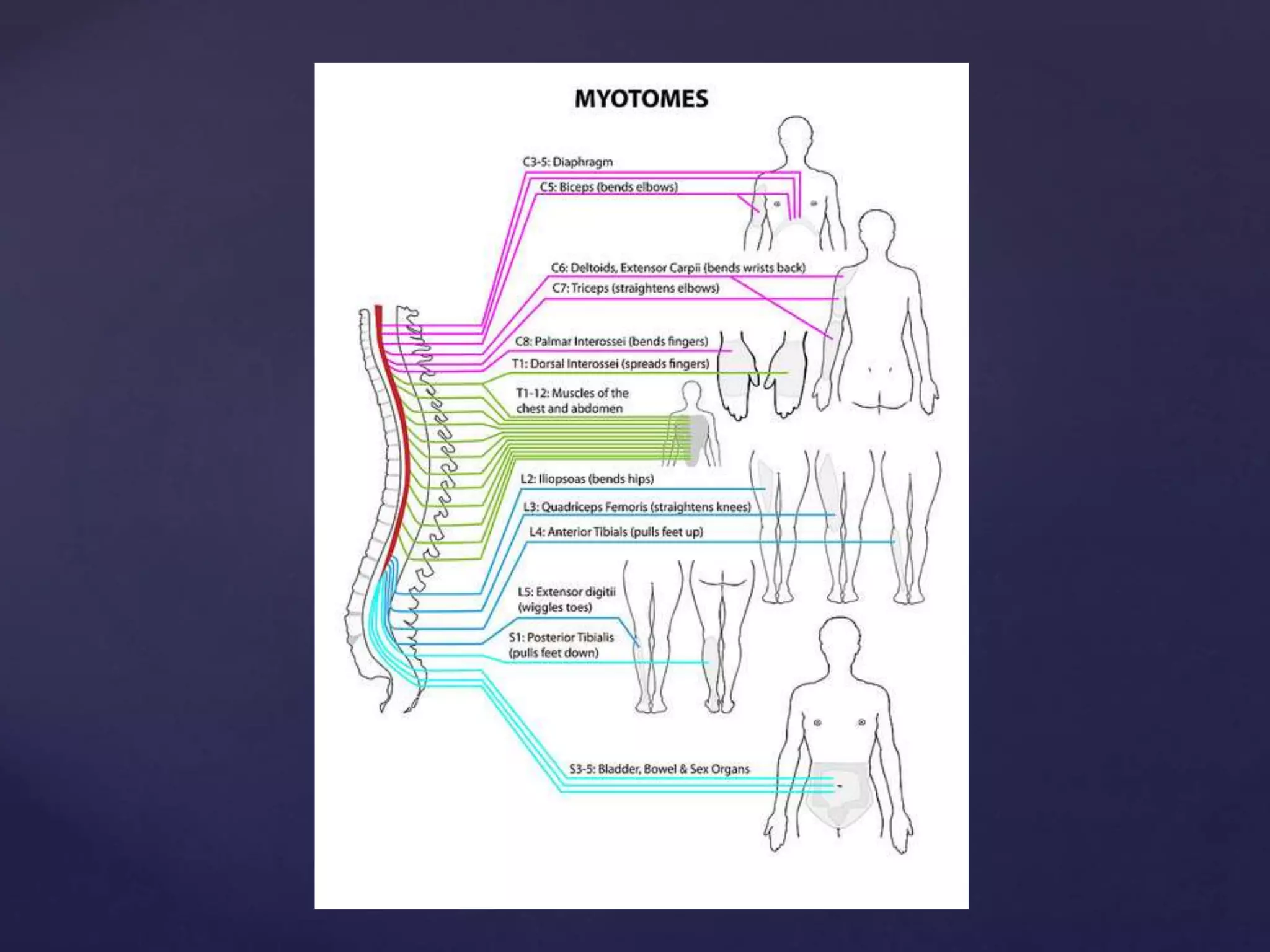 Special test for dermatomes and myotomes | PPTX