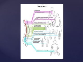 Special test for dermatomes and myotomes | PPTX