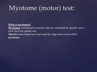 Myotomes