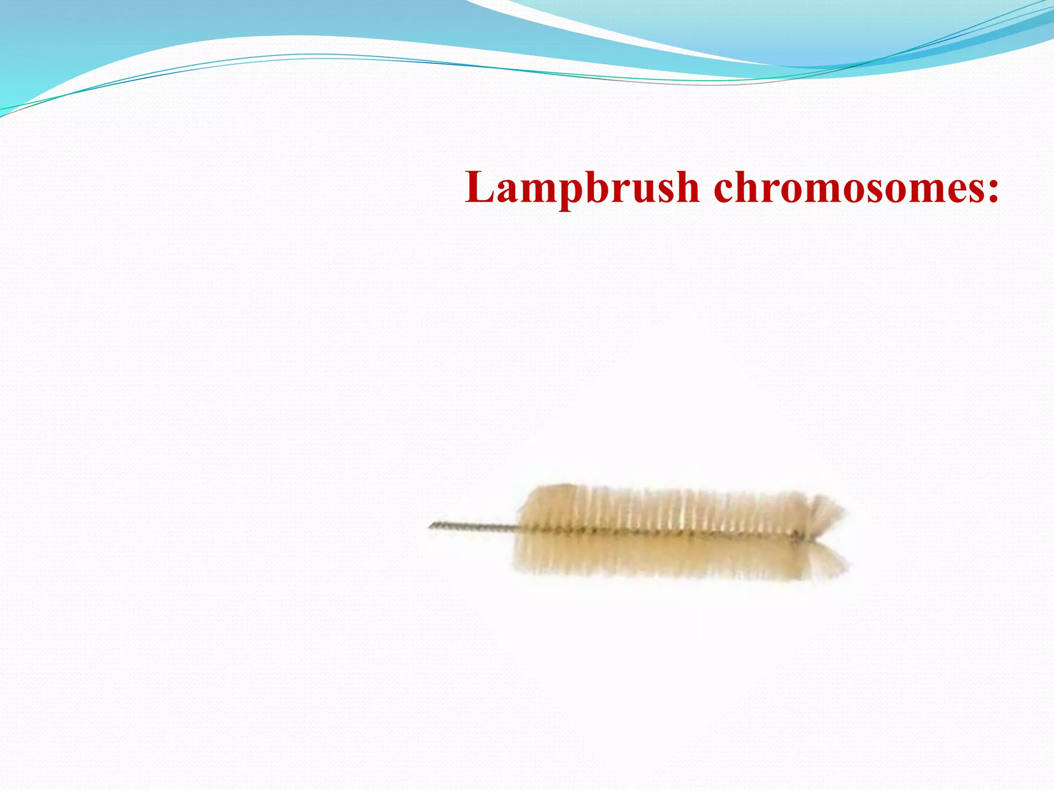 Special type of chromosomes | PPTX