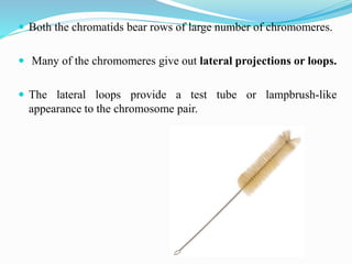 Special type of chromosomes | PPTX | Genetics | Science