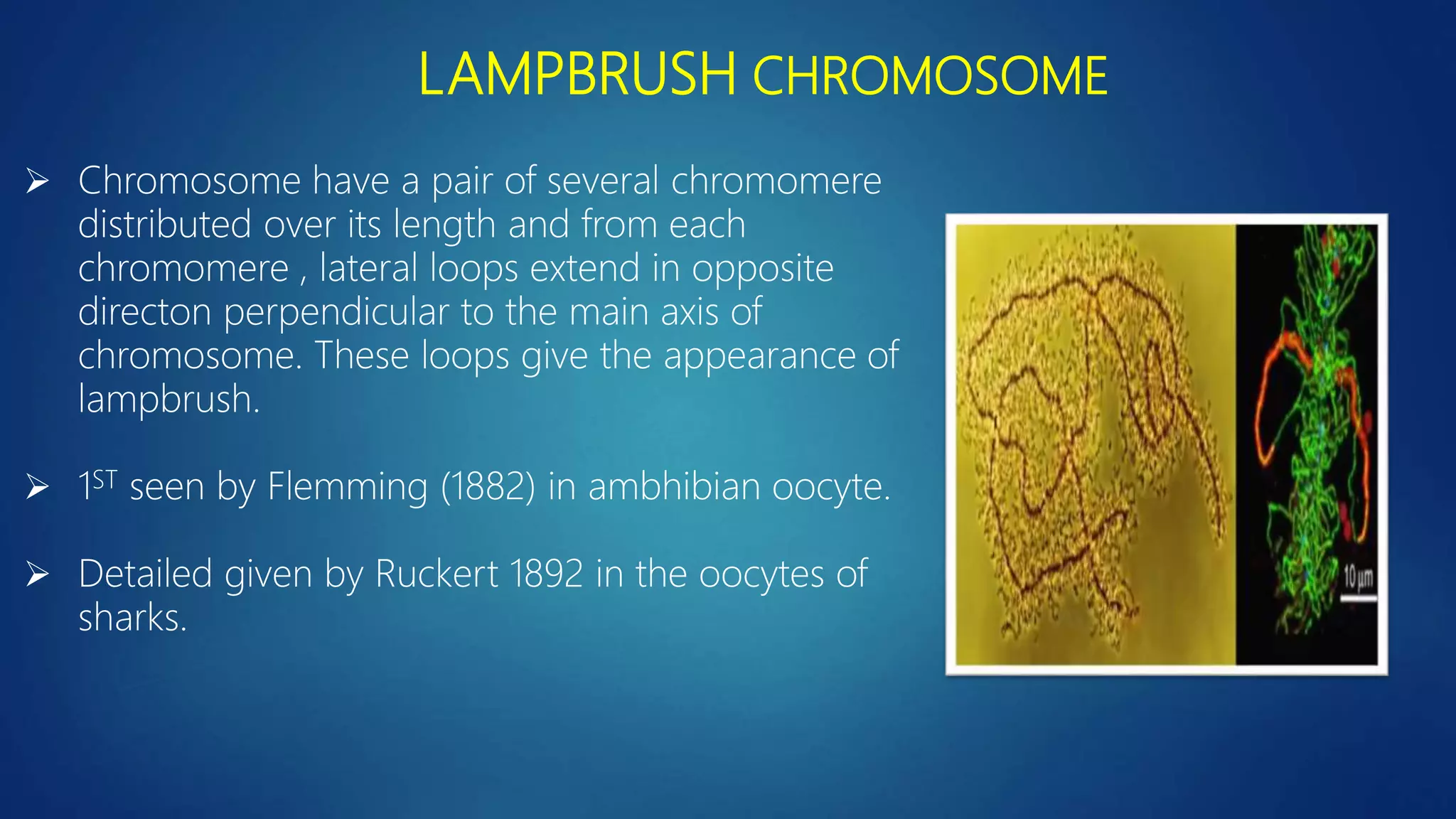 Special types of chromosome | PPTX
