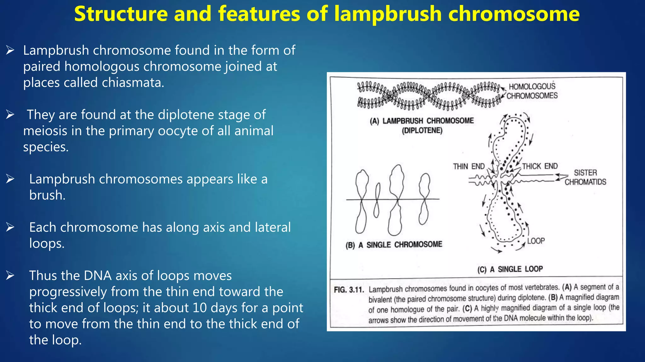 Special types of chromosome | PPTX