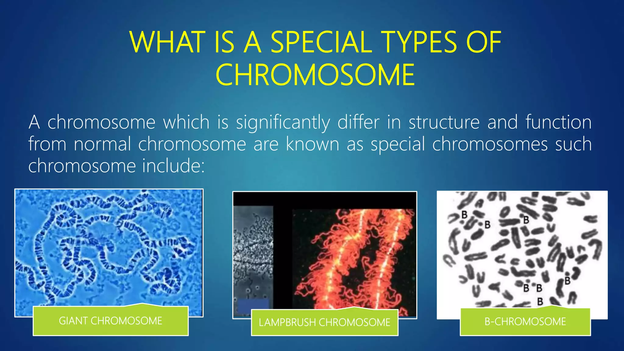 Special types of chromosome | PPTX