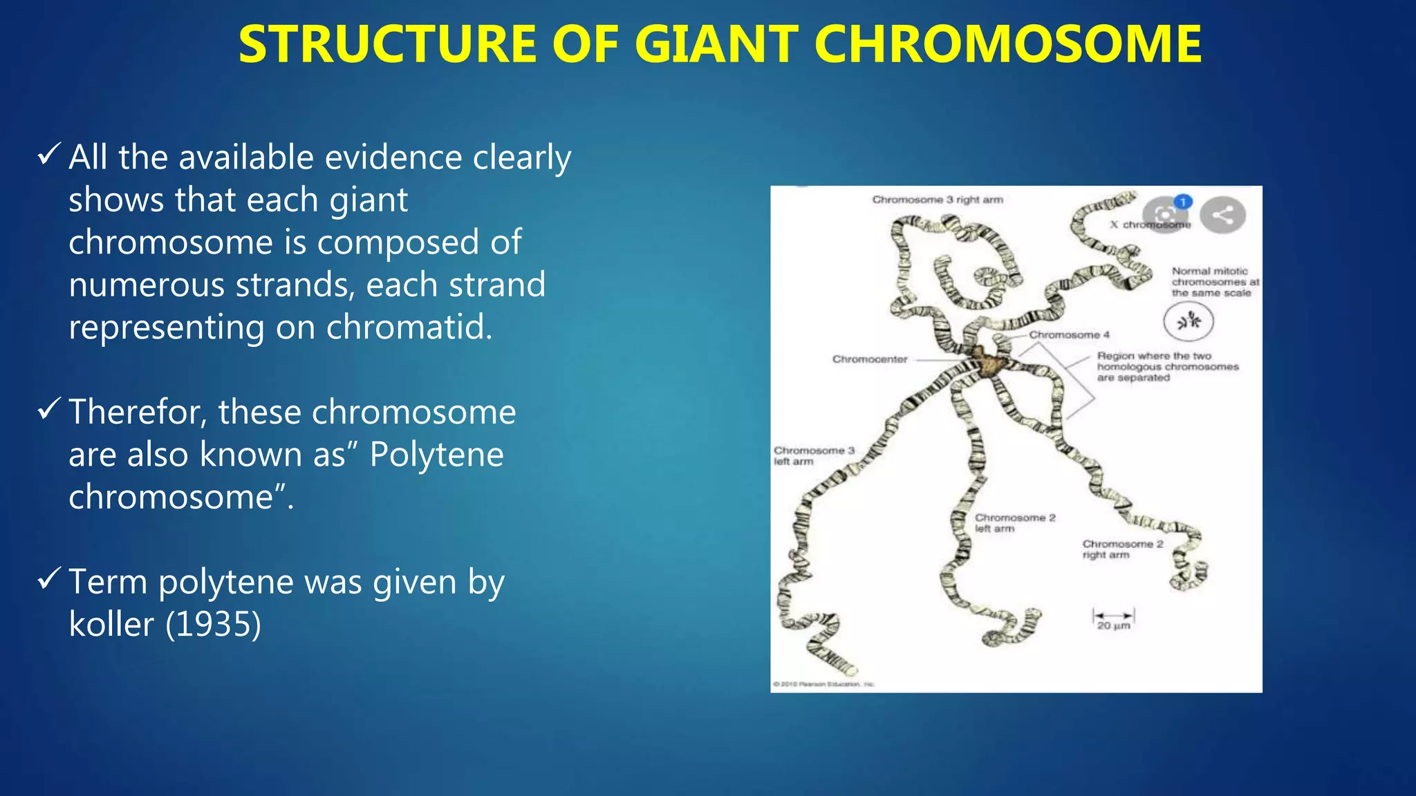 Special types of chromosome | PPTX