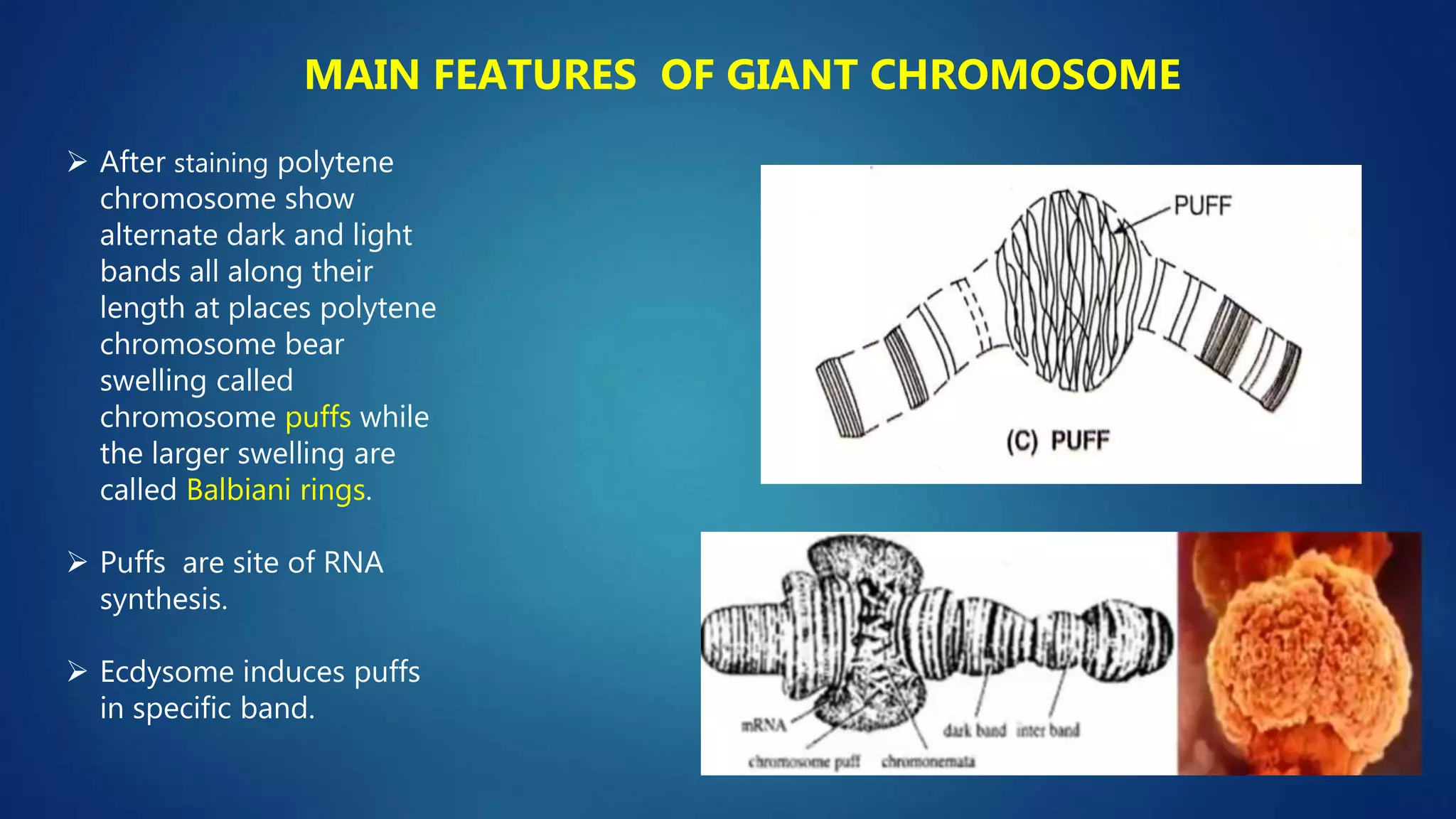 Special types of chromosome | PPTX