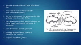 Special types of chromosome | PPTX
