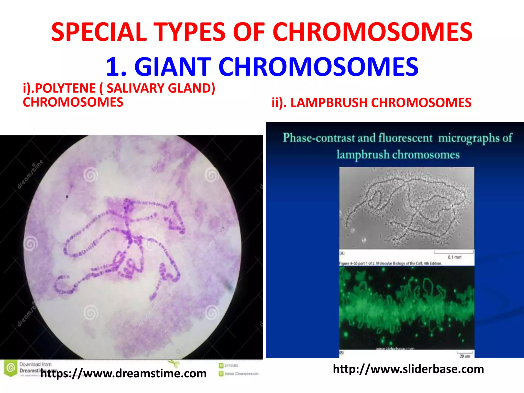 SPECIAL TYPES OF CHROMOSOMES SMG | PPTX