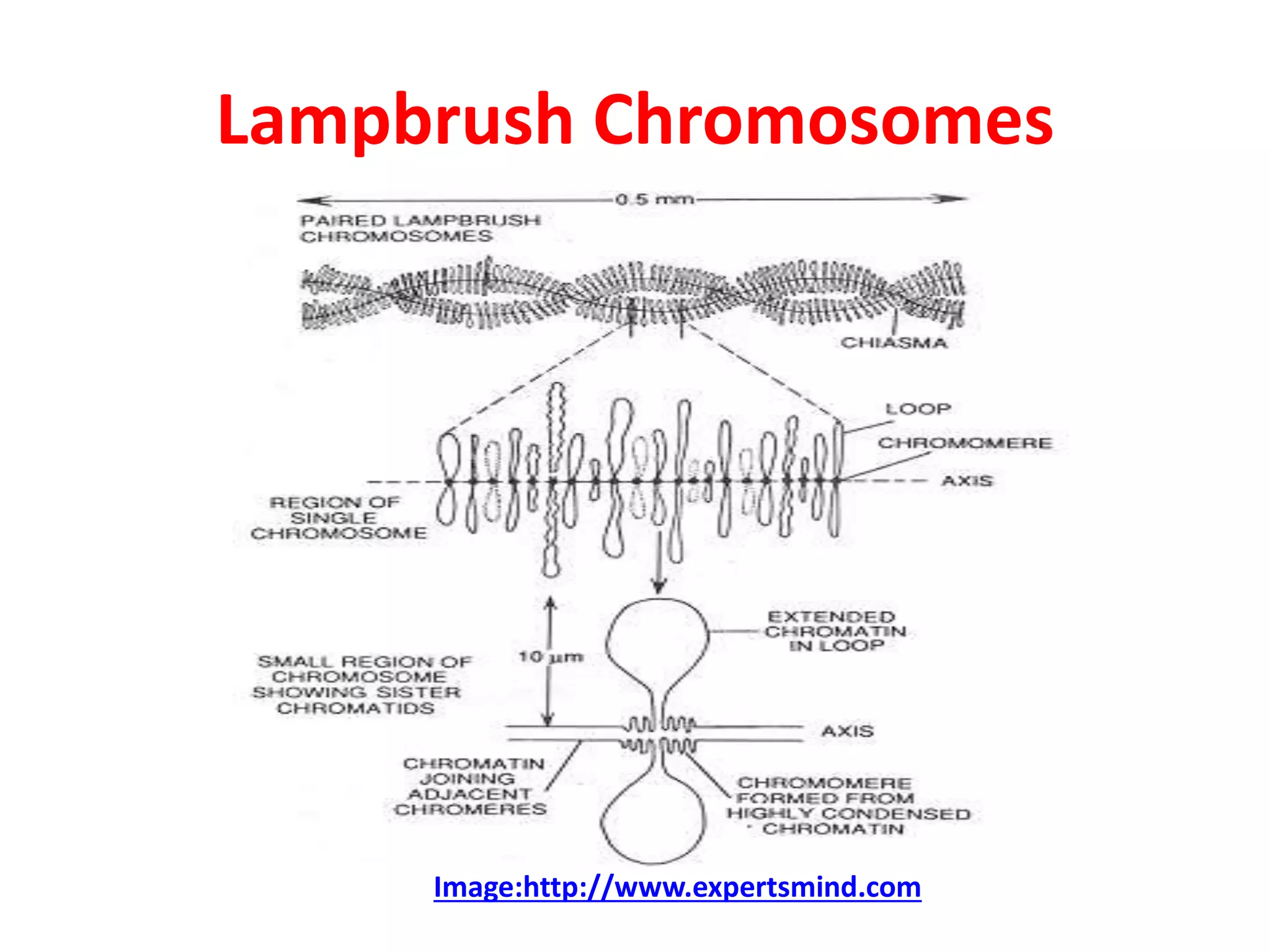 SPECIAL TYPES OF CHROMOSOMES SMG | PPTX