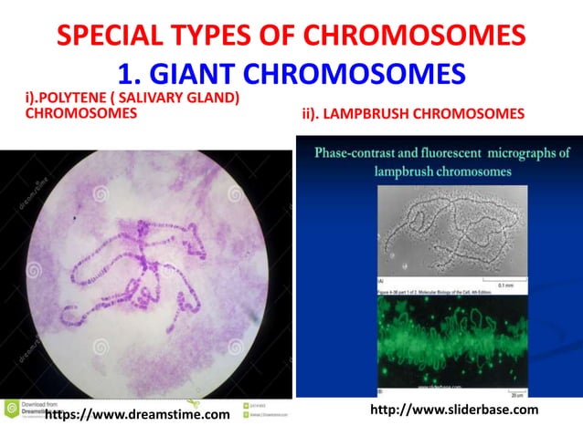SPECIAL TYPES OF CHROMOSOMES SMG | PPTX | Biological Sciences | Science