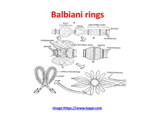 SPECIAL TYPES OF CHROMOSOMES SMG | PPT