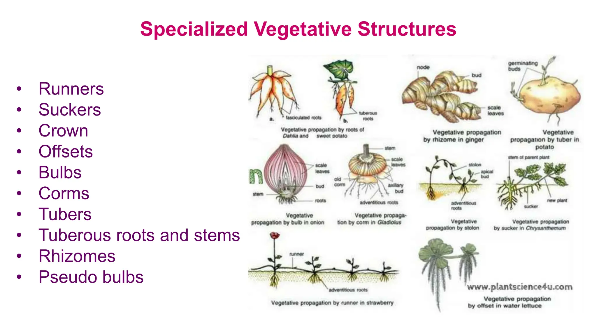 Special Vegetative Structures | PPTX