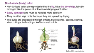 Special Vegetative Structures | PPTX