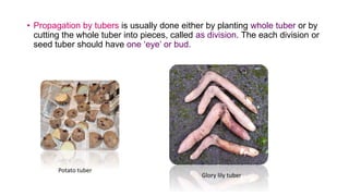 Special Vegetative Structures | PPTX