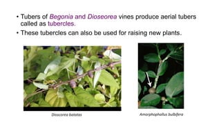 Special Vegetative Structures | PPTX
