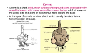 Special Vegetative Structures | PPTX