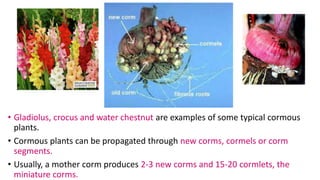 Special Vegetative Structures | PPTX