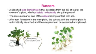Special Vegetative Structures | PPTX