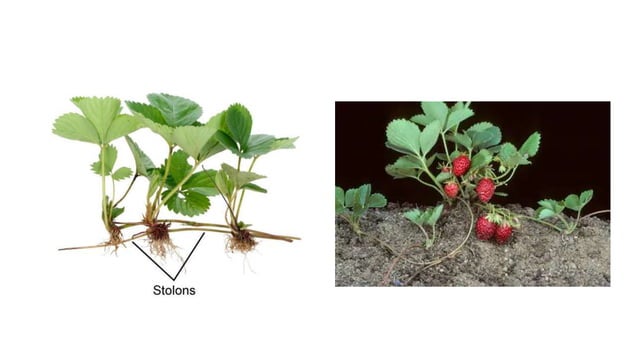 Special Vegetative Structures | PPTX | Gardening | Home & Garden