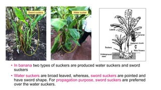 Special Vegetative Structures | PPTX
