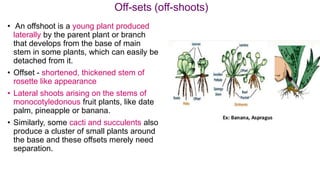 Special Vegetative Structures | PPTX