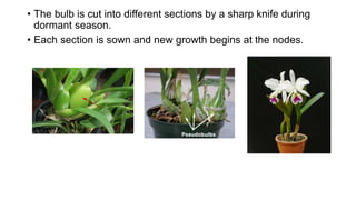 Special Vegetative Structures | PPTX