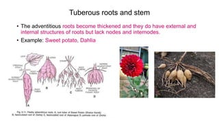 Special Vegetative Structures | PPTX