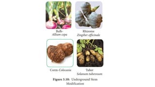Special Vegetative Structures | PPTX