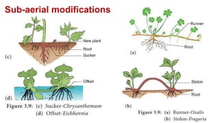 Special Vegetative Structures | PPTX