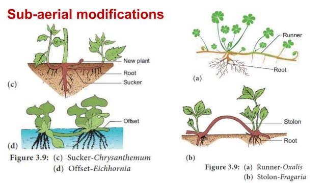 Special Vegetative Structures | PPTX | Gardening | Home & Garden