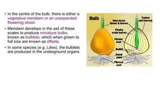 Special Vegetative Structures | PPTX