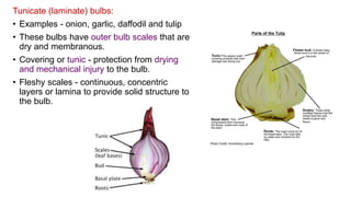 Special Vegetative Structures | PPTX