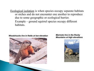 Speciation | PPT