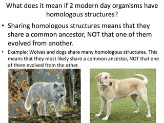 Speciation | PPTX | Genetics | Science