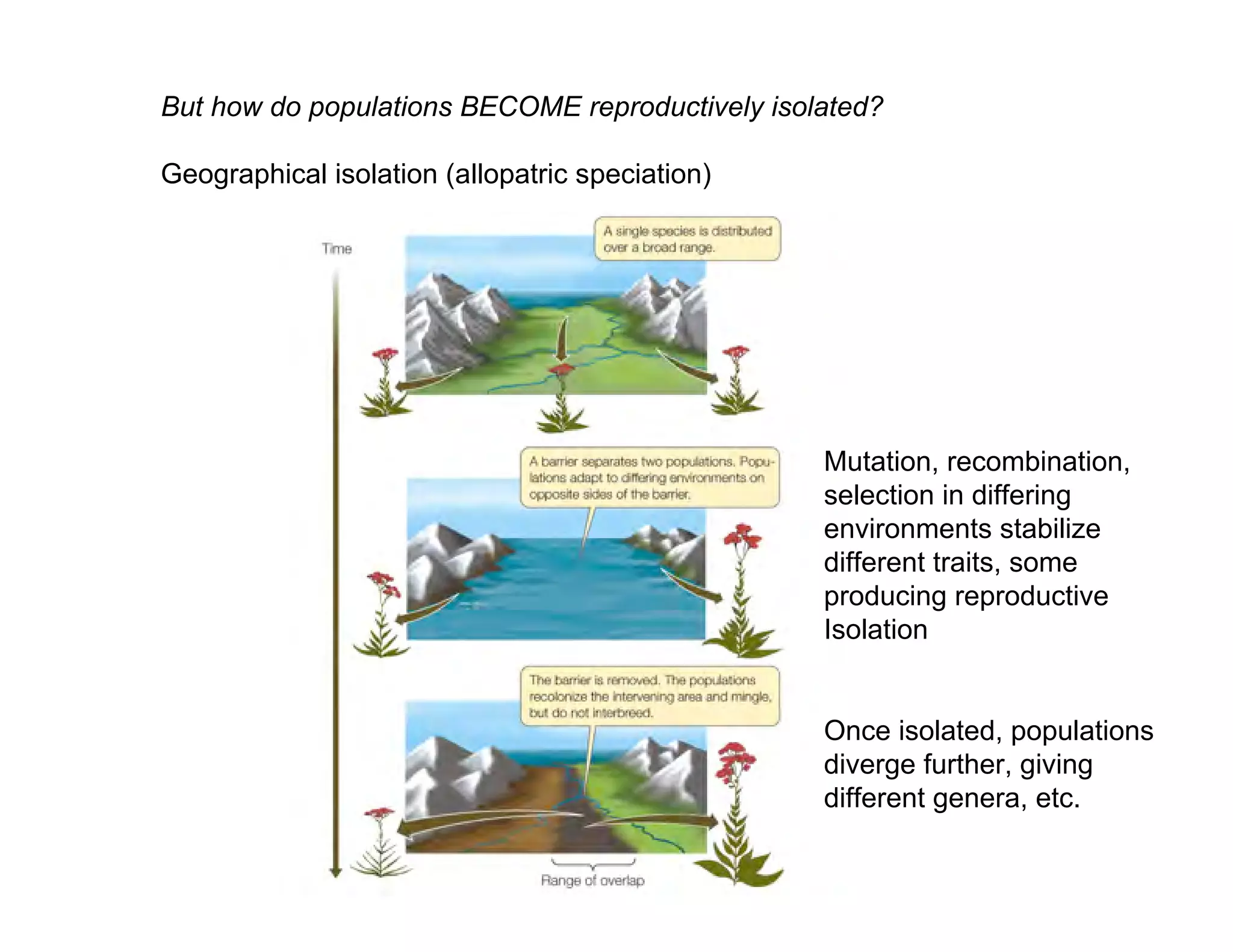 Speciation | PDF