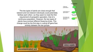Speciation 12345697741584268412655225.ppt