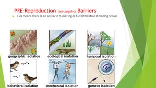 Speciation 12345697741584268412655225.ppt