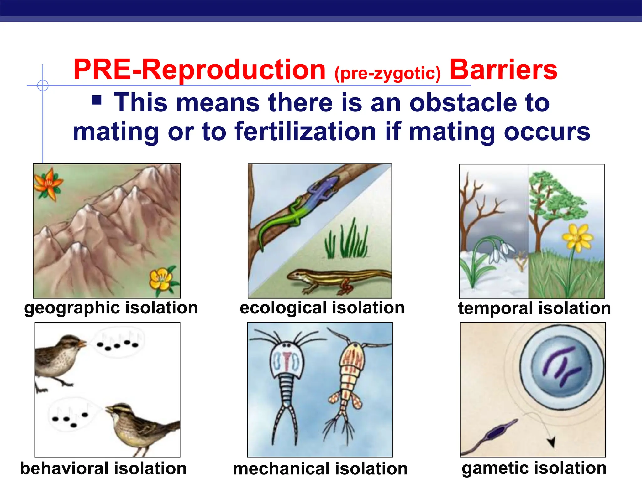 Speciation Types AP Biology Presentation | PPT