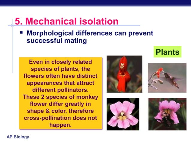 Speciation Types AP Biology Presentation | PPT