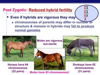 Speciation Types AP Biology Presentation | PPT