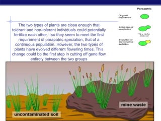 Speciation Types AP Biology Presentation | PPT