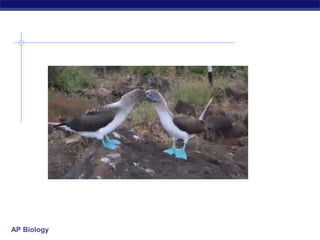 Speciation Types AP Biology Presentation | PPT