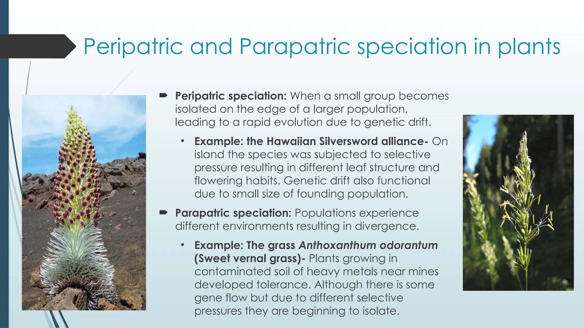 SPECIATION in plants based on phylogeny.pptx