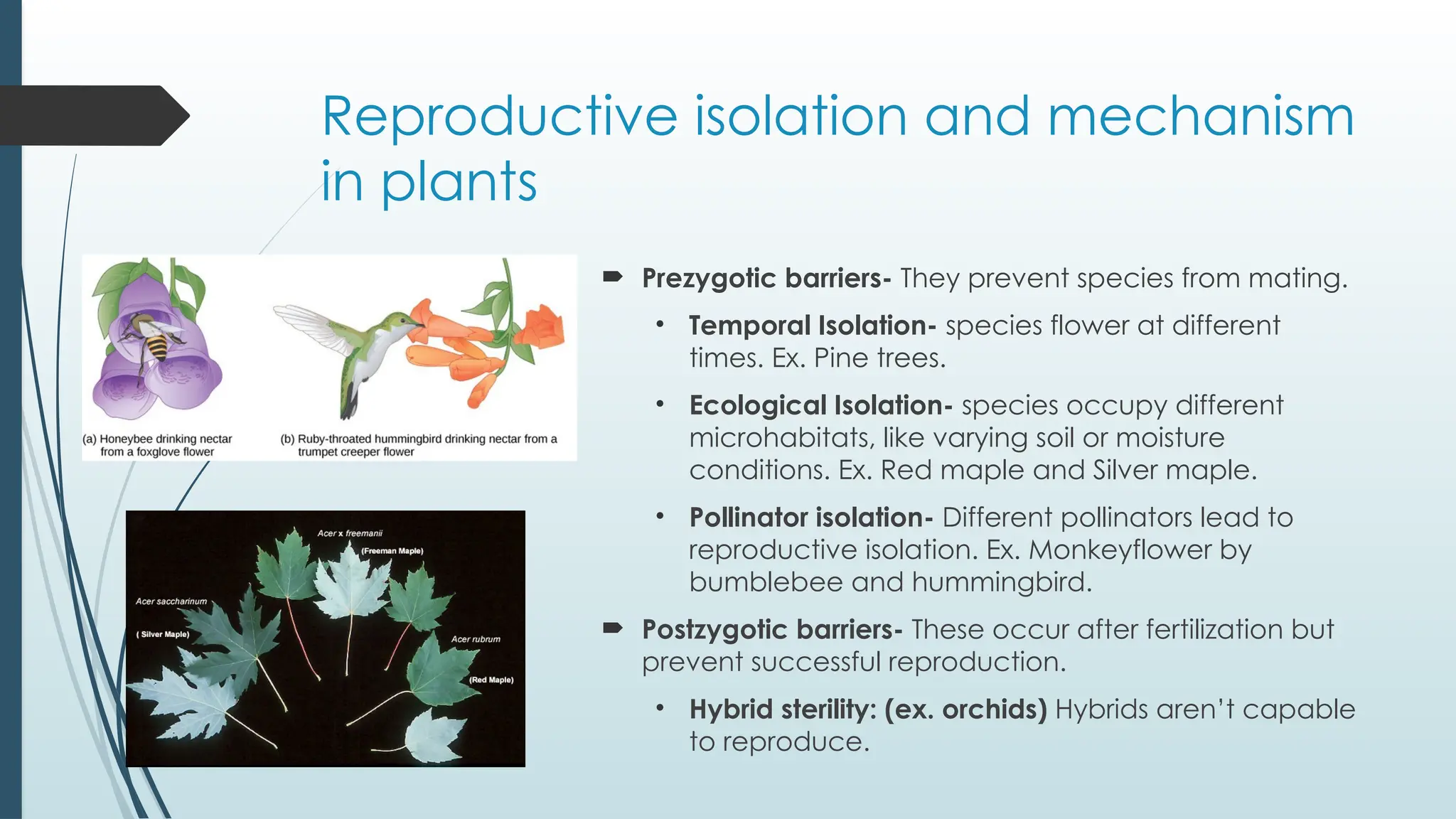 SPECIATION in plants based on phylogeny.pptx